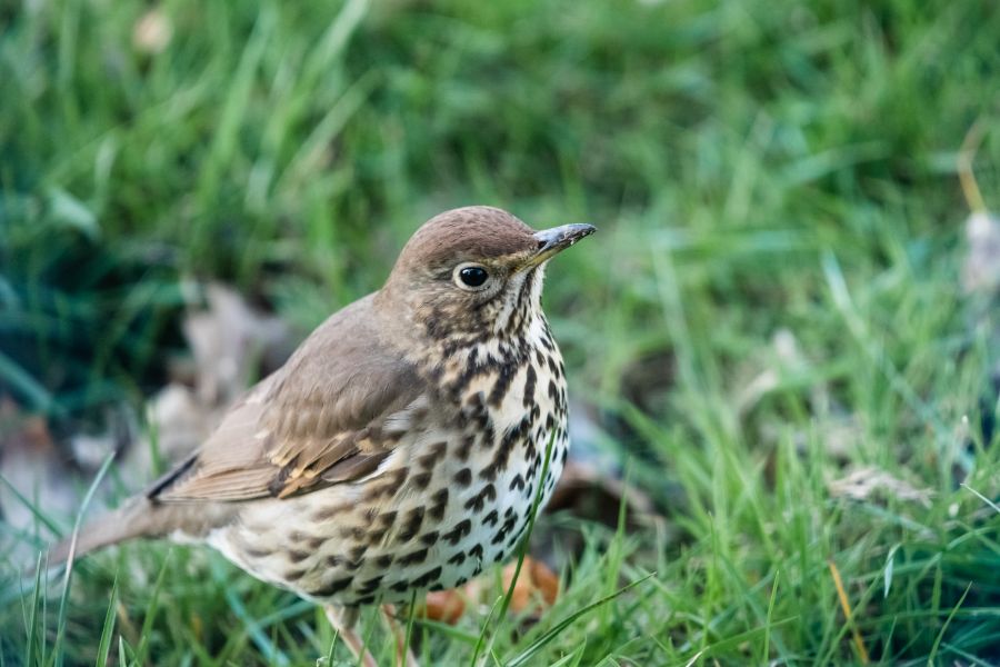 Thrush Sculptures – Sarah Brabbin Art
