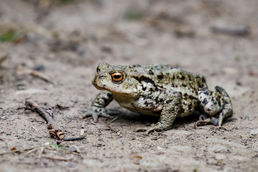 Toad Sculptures – Sarah Brabbin Art