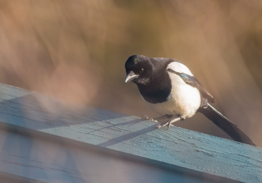 Magpie sculpture - designed to be loved – sarahbrabbin